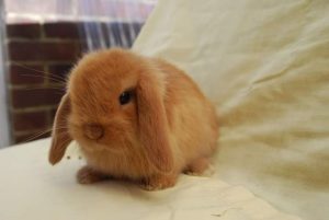 Baby Mini Lops - Yorkshire Mini Lops Rabbits