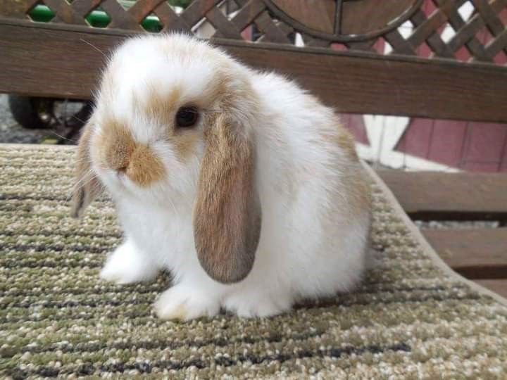 Baby Mini Lops - Yorkshire Mini Lops Rabbits