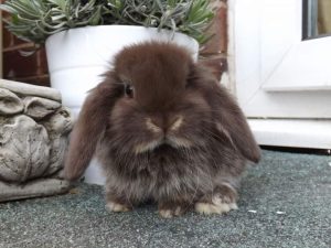 Baby Mini Lops - Yorkshire Mini Lops Rabbits